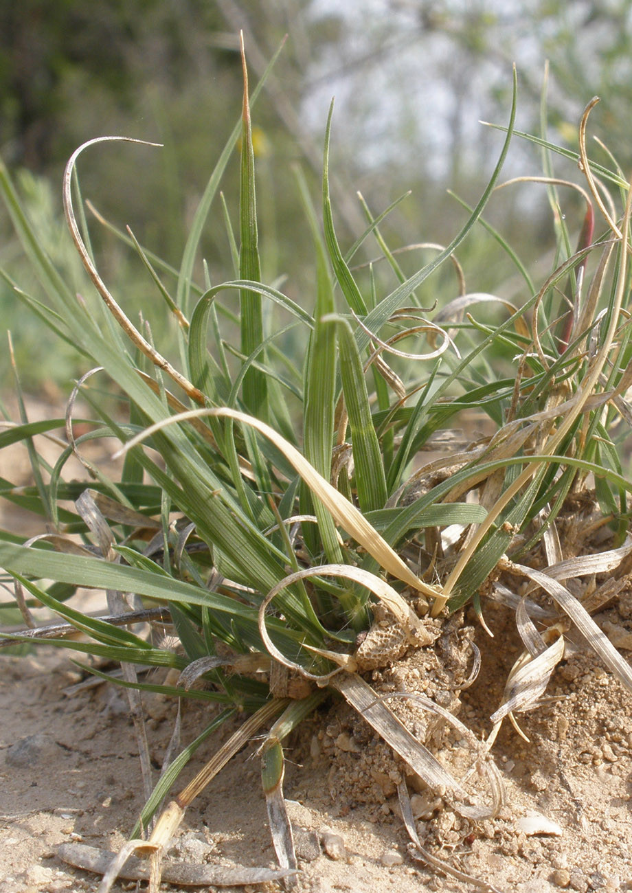 Curly Mesquite | Native American Seed