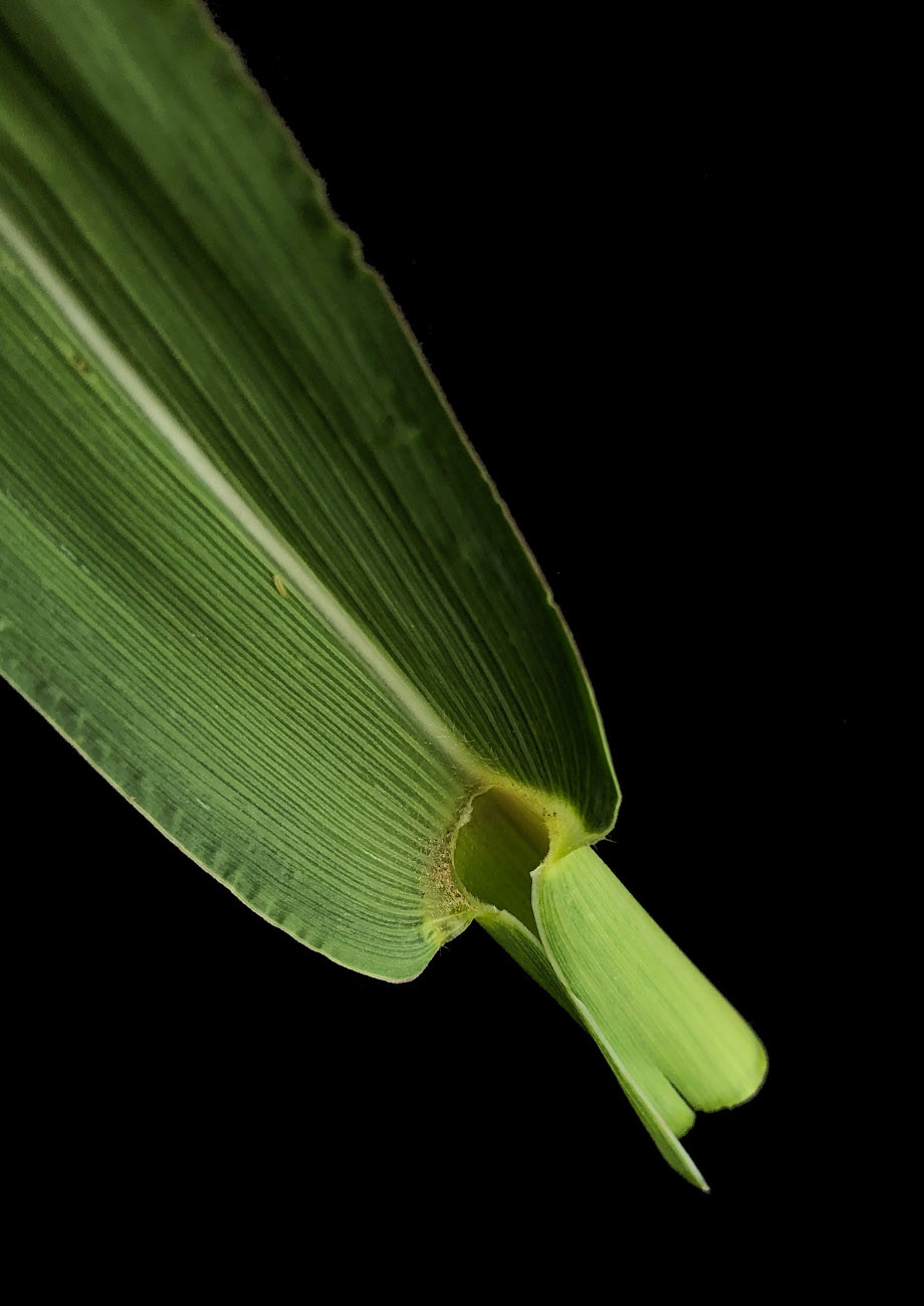 Eastern Gamagrass Blackland | Native American Seed