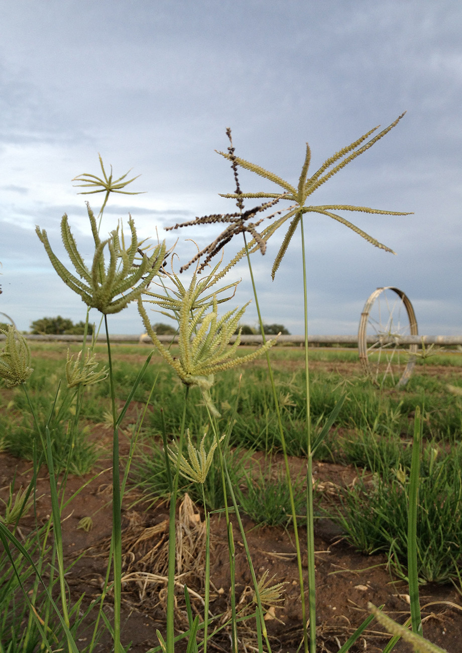Hooded Windmill Grass | Native American Seed