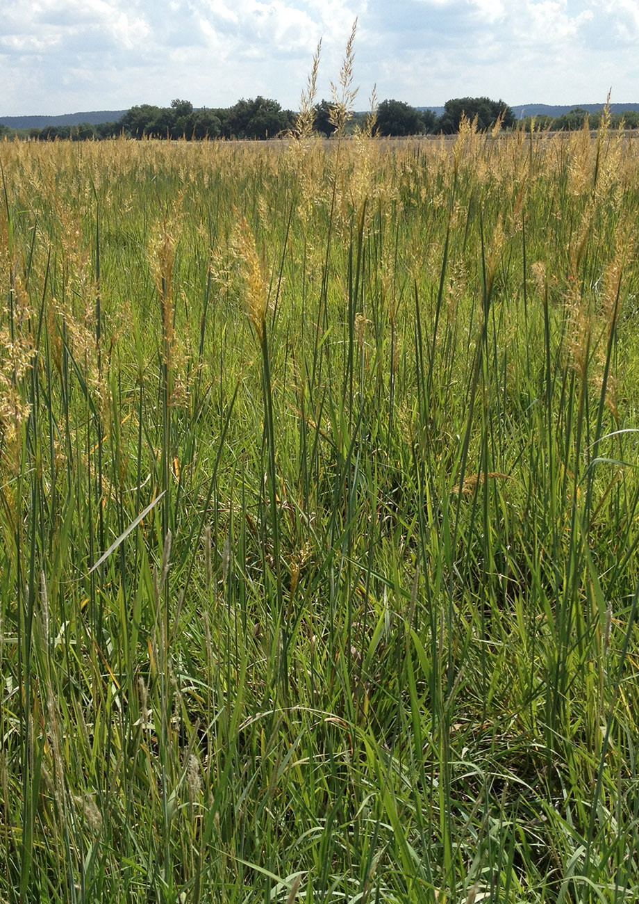 Grasses | Native American Seed