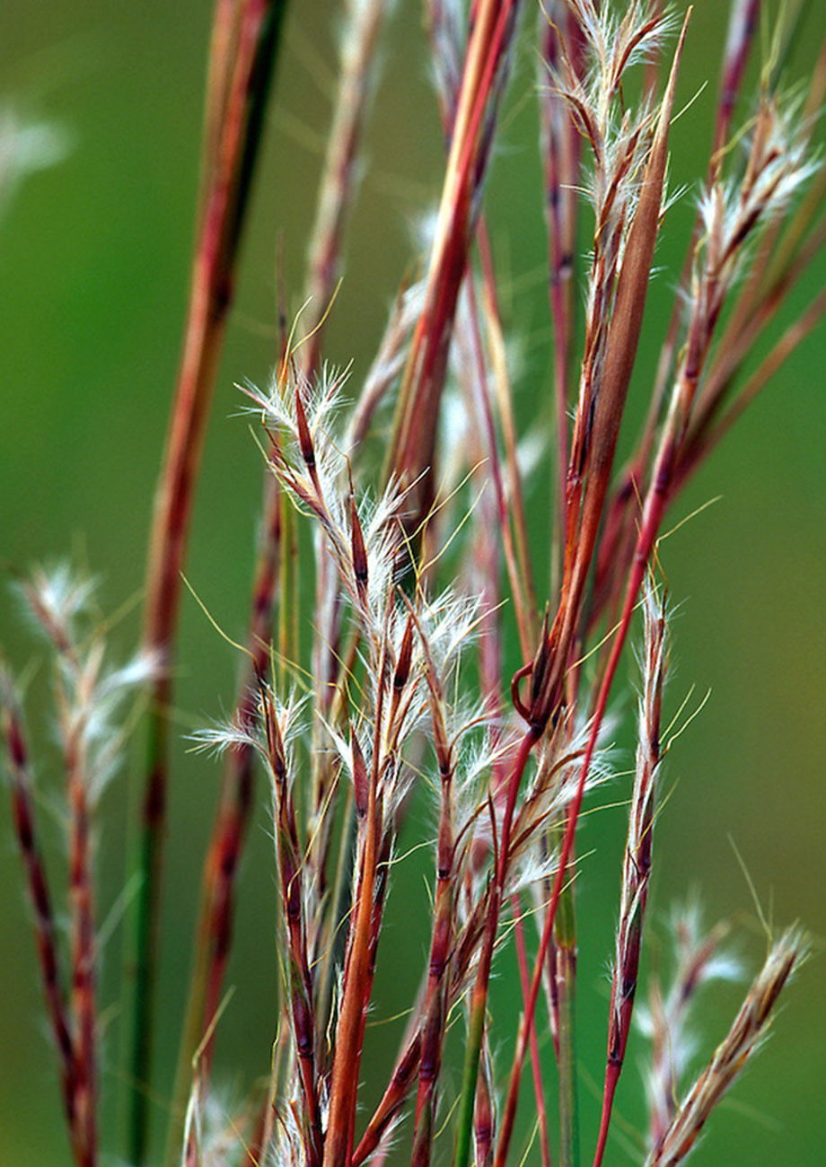 Little Bluestem | Native American Seed