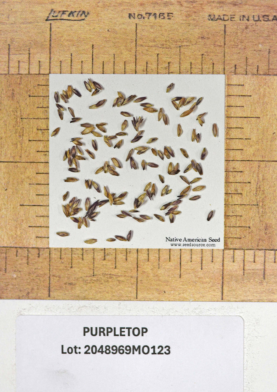 Purpletop | Native American Seed