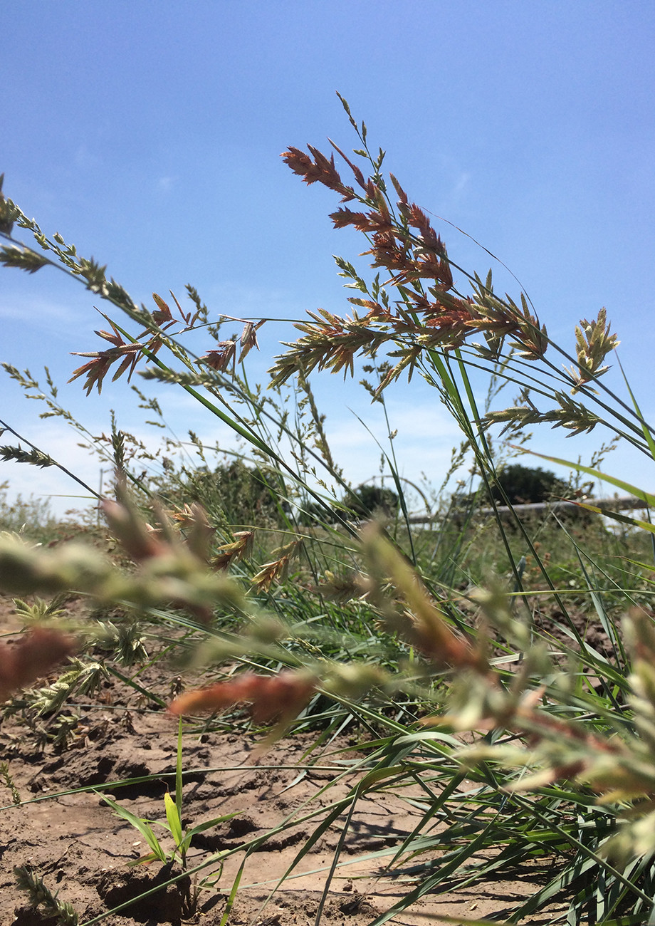 Red Lovegrass | Native American Seed