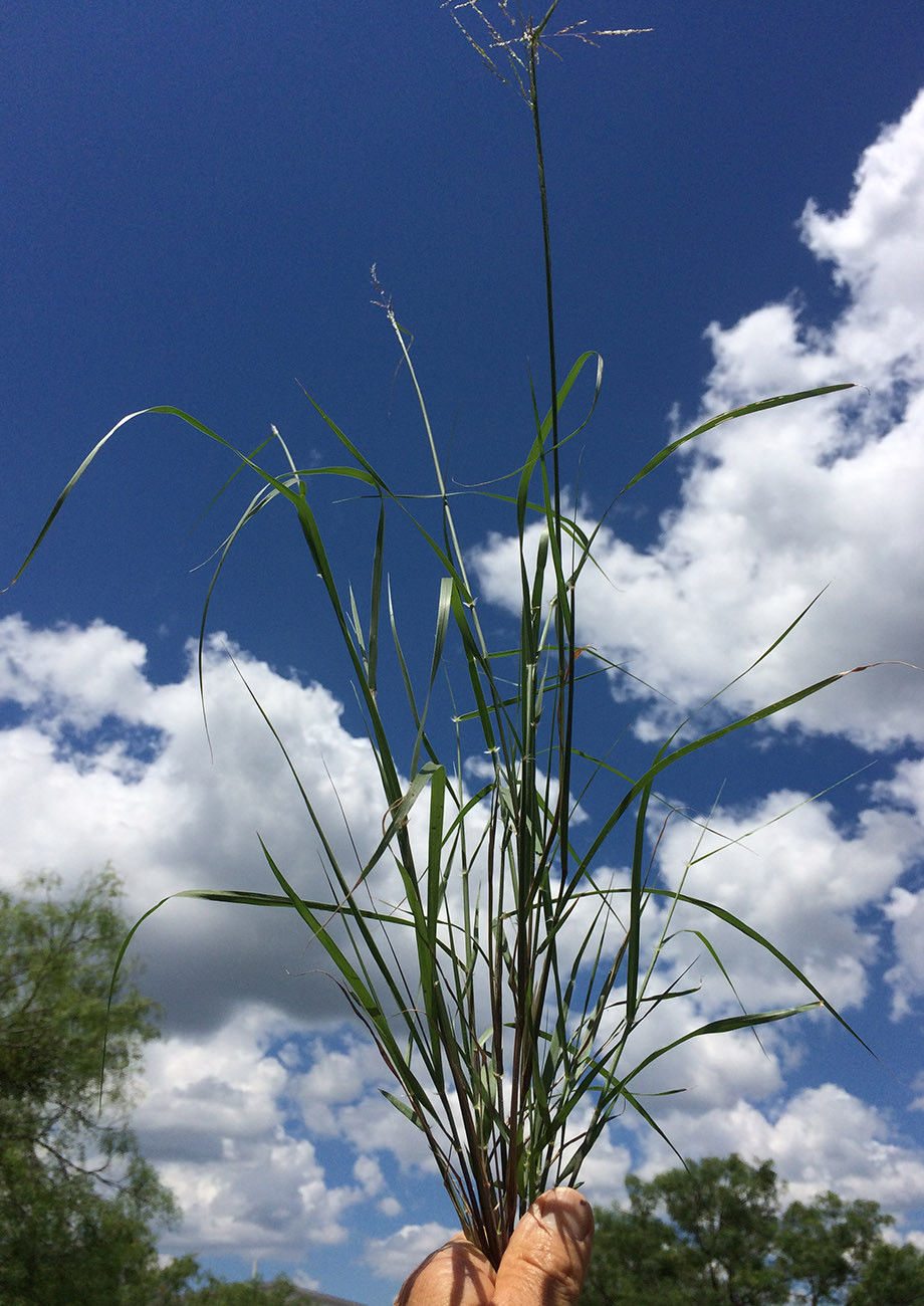 Sand Dropseed | Native American Seed