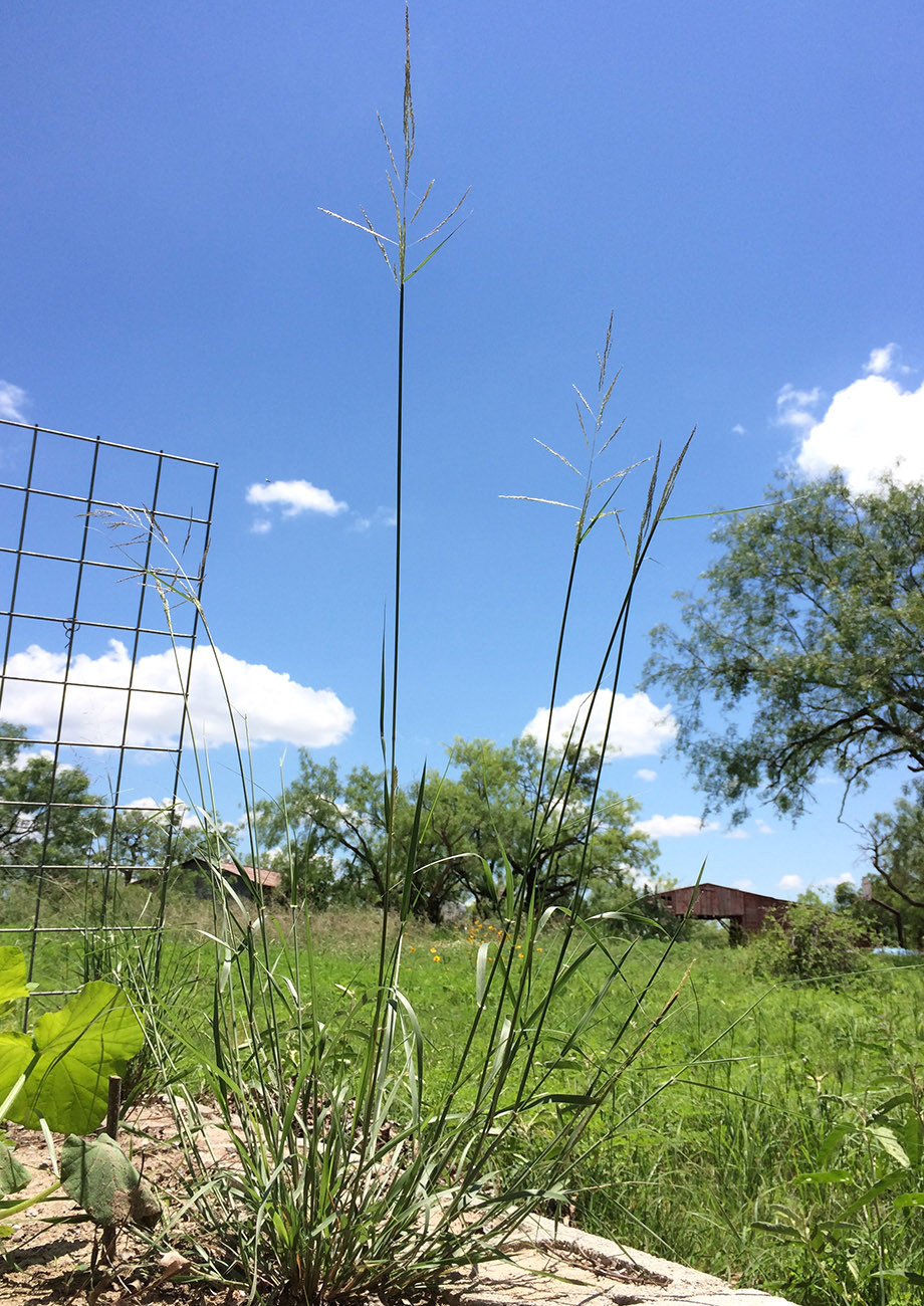Sand Dropseed | Native American Seed