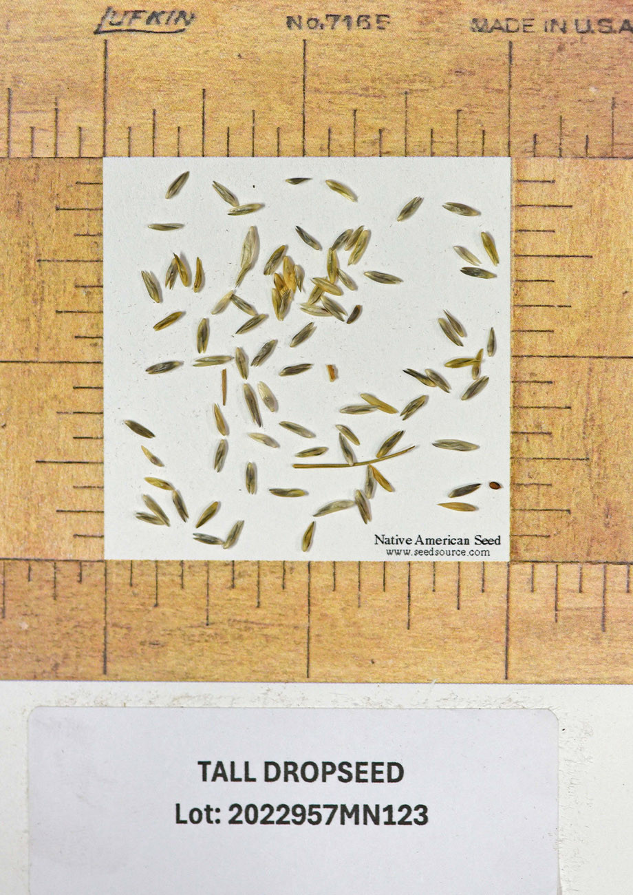 Tall Dropseed | Native American Seed