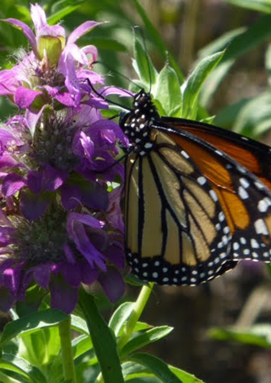 Bee Happy Mix | Native American Seed
