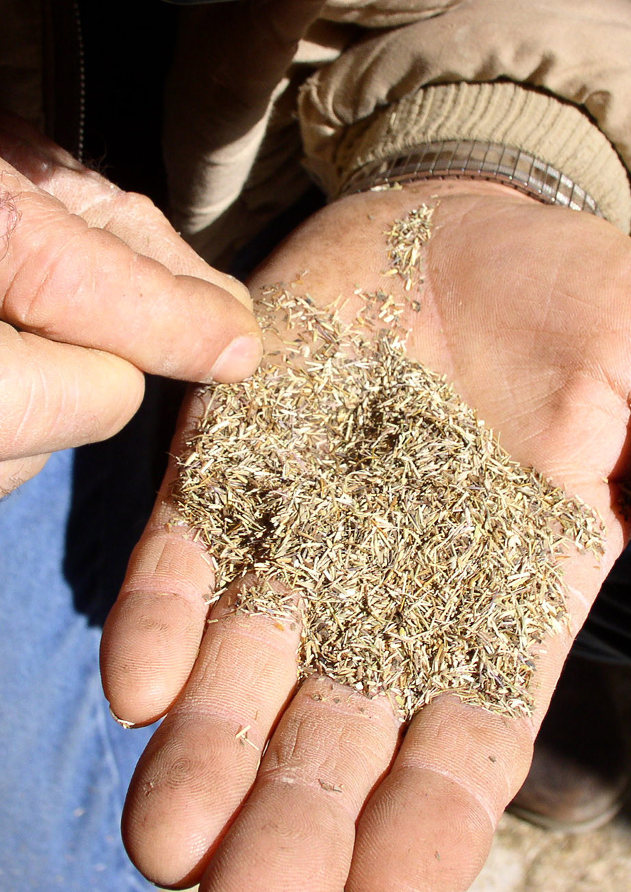 Midway Mix | Native American Seed