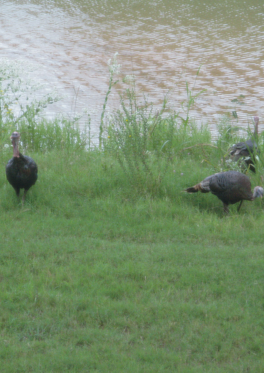 Sustainable Quail & Dove Mix | Native American Seed