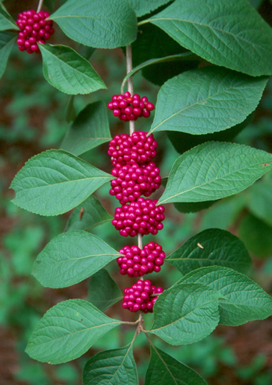 American Pokeweed | Native American Seed