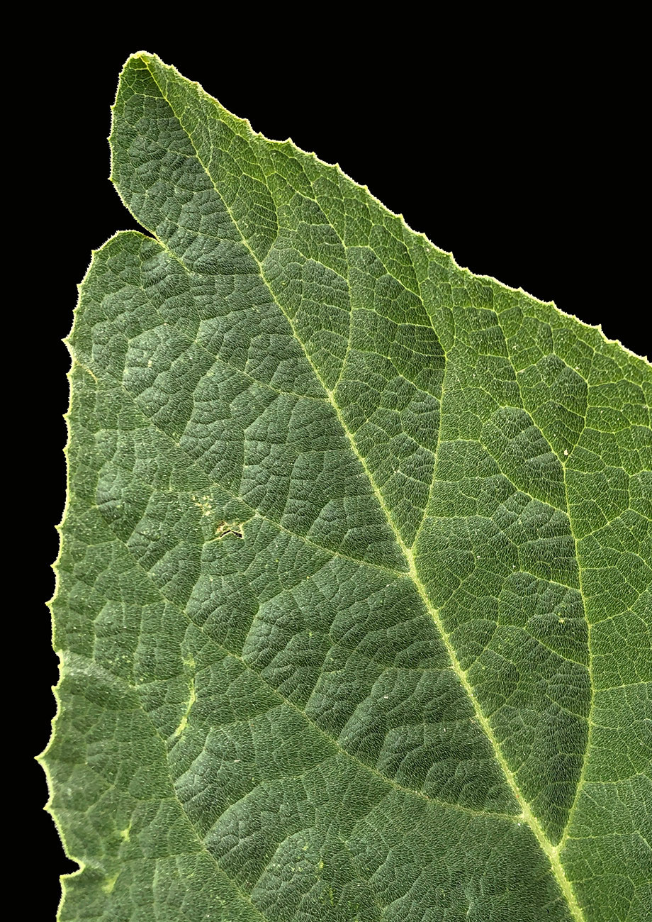 Buffalo Gourd | Native American Seed