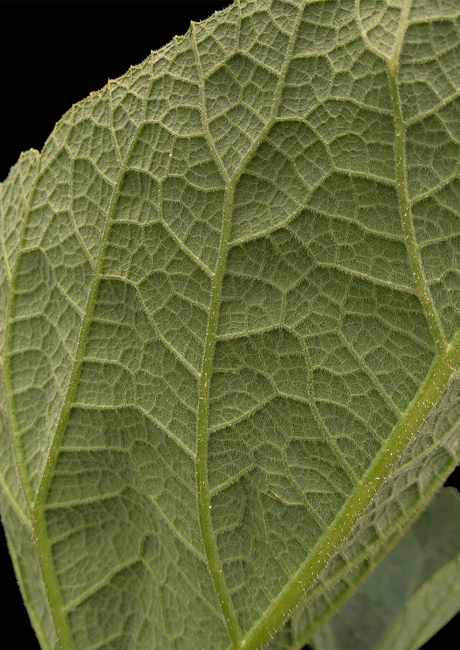 Buffalo Gourd | Native American Seed