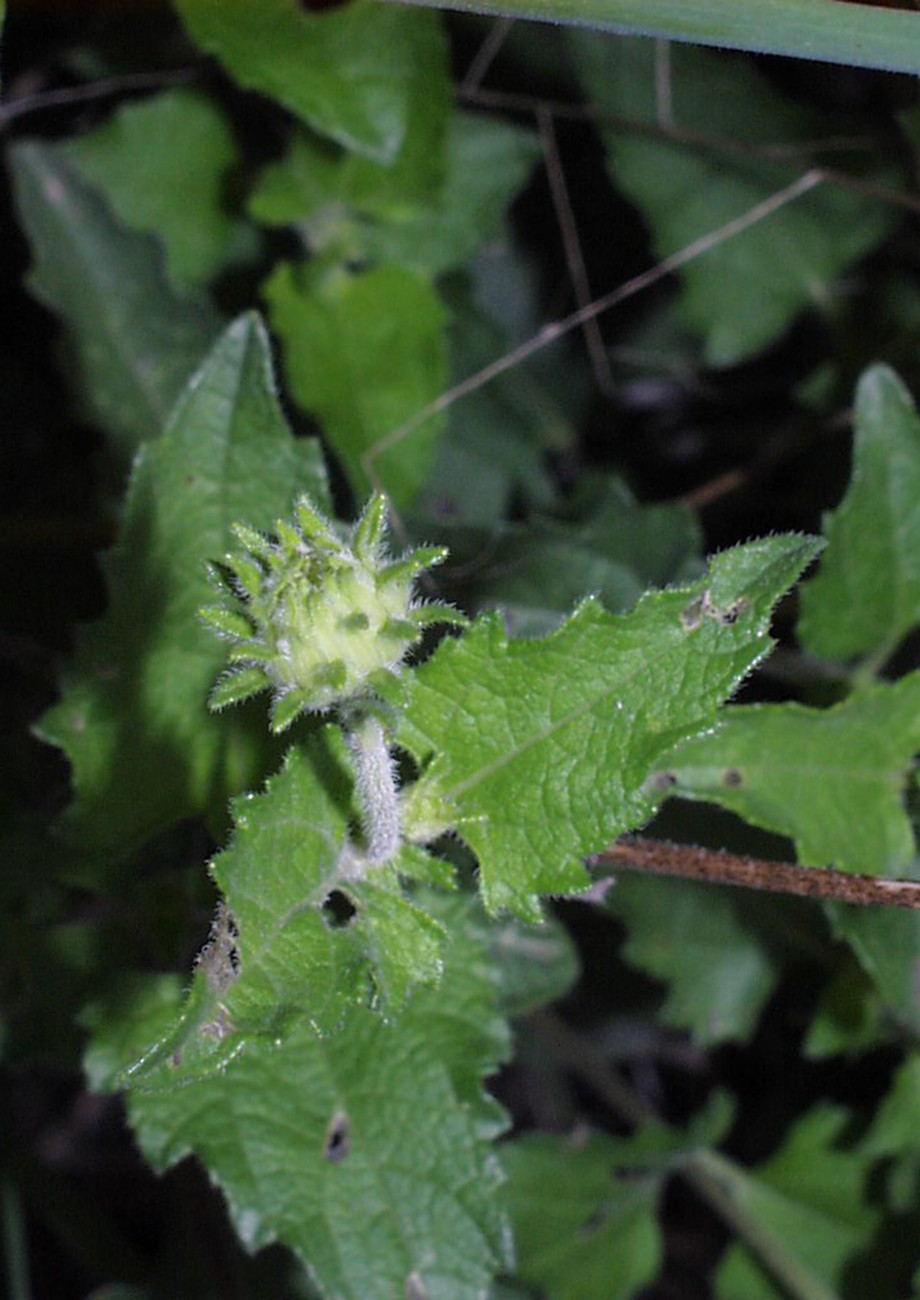 Bush Sunflower | Native American Seed