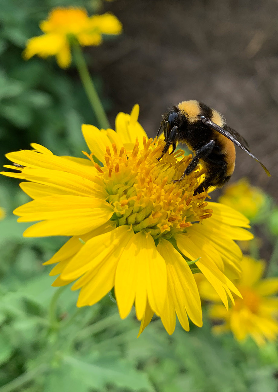 Cowpen Daisy | Native American Seed