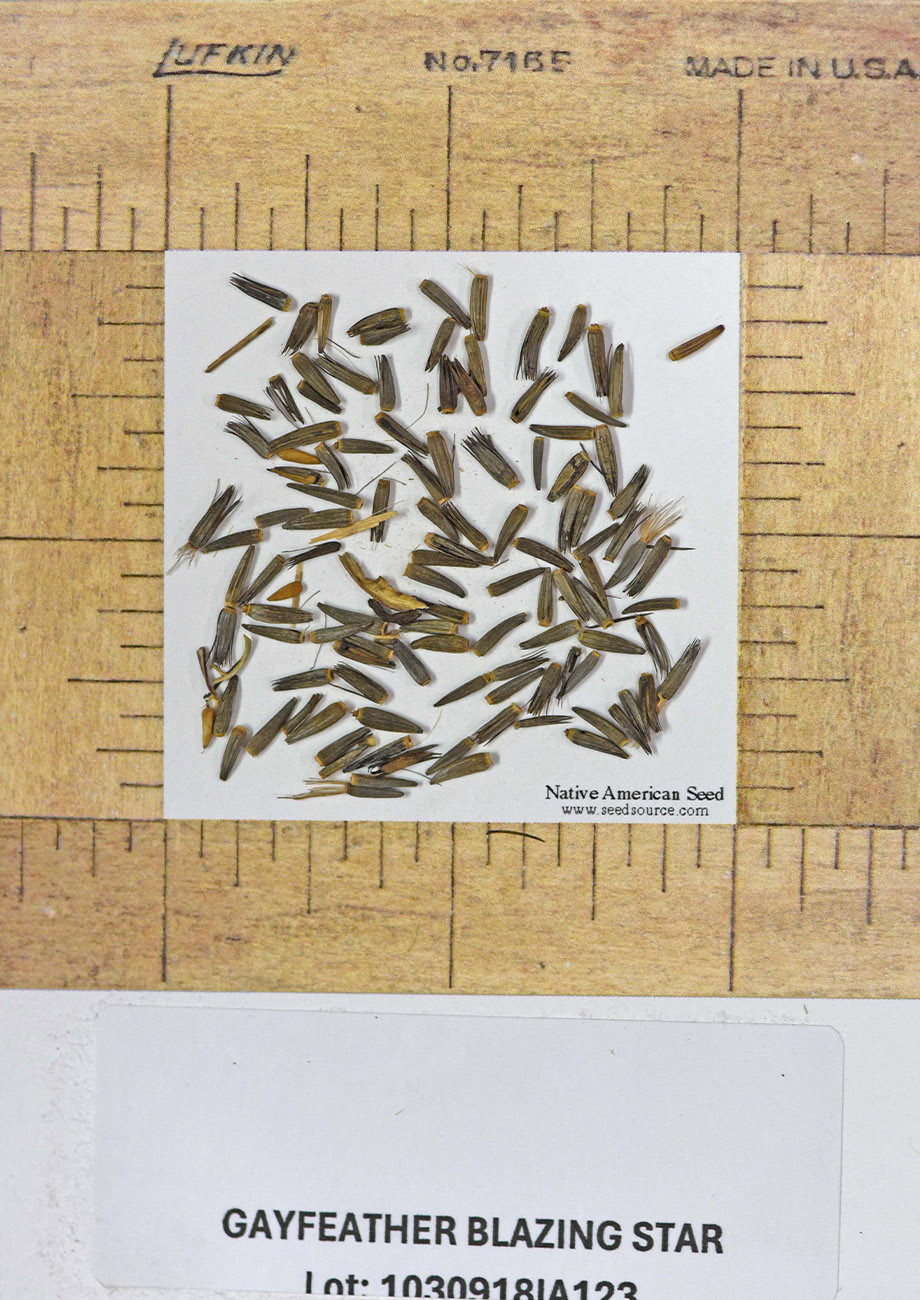 Prairie Blazing Star Gayfeather | Native American Seed