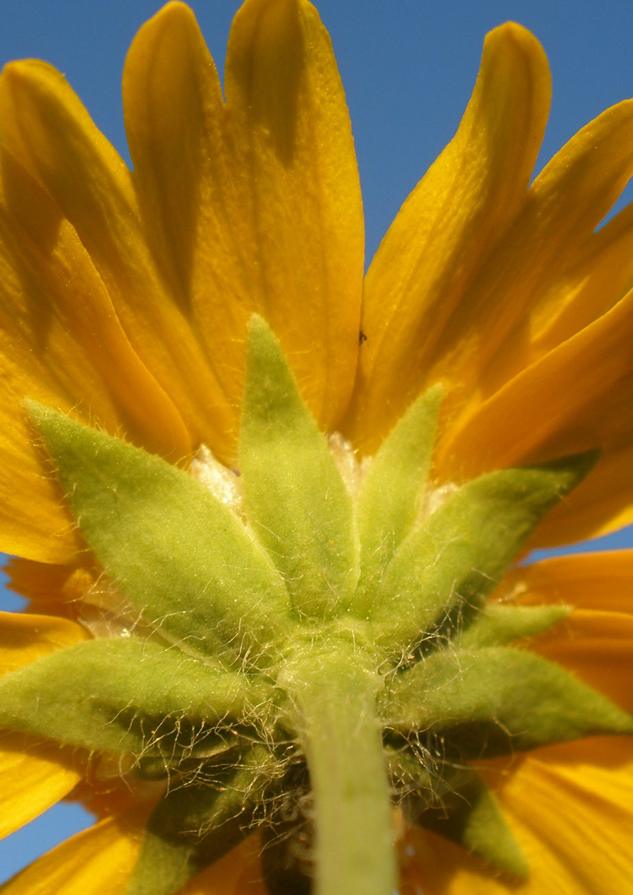 Huisache Daisy | Native American Seed