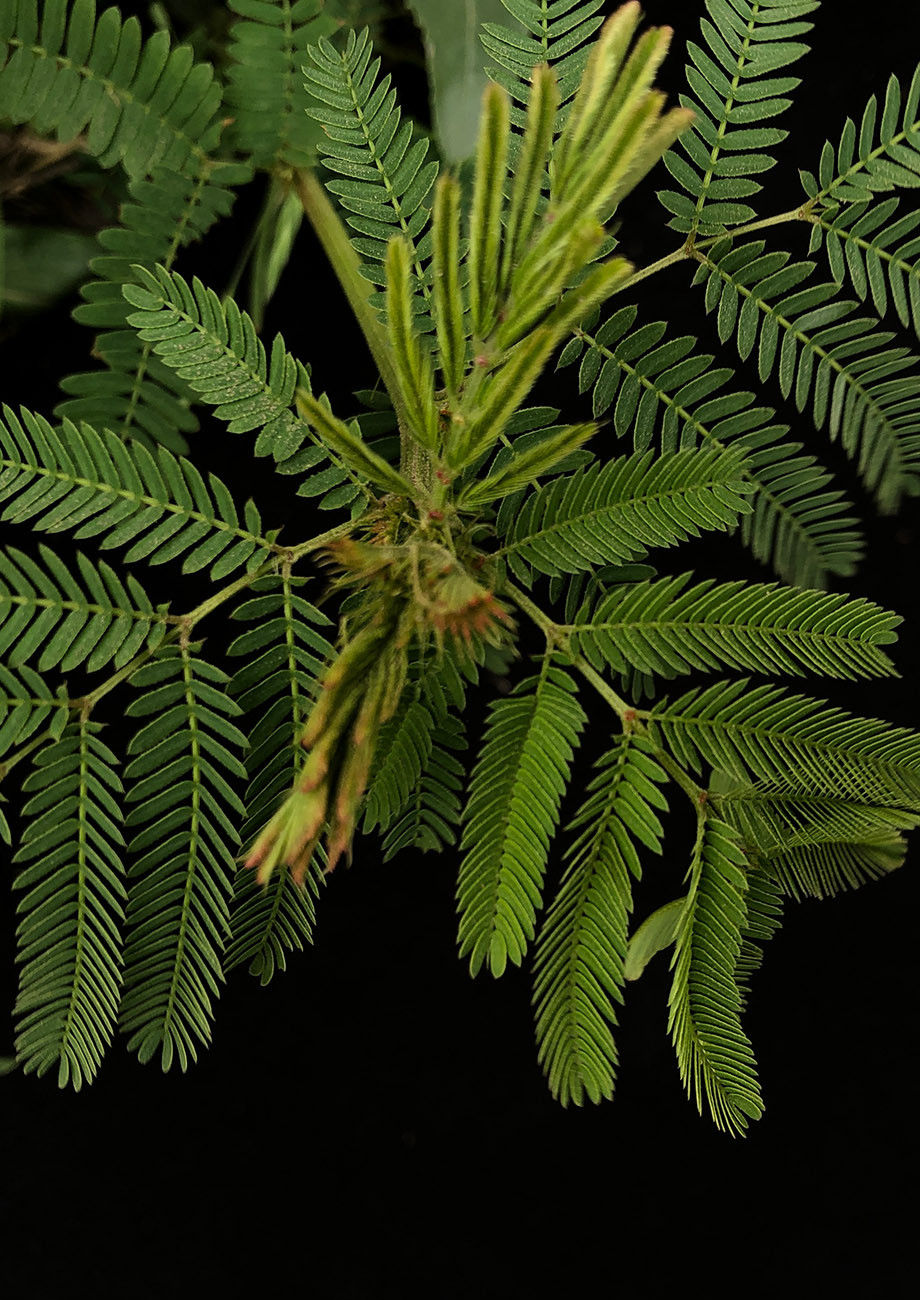 Illinois Bundleflower | Native American Seed