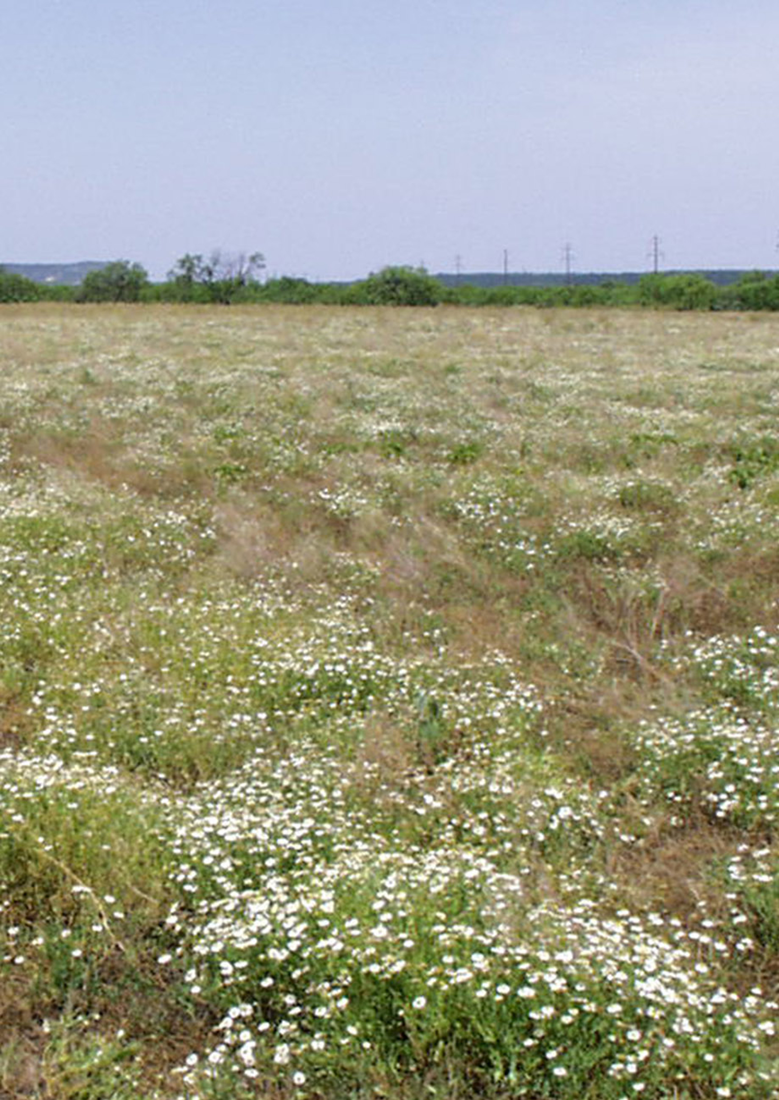 Lazy Daisy Native American Seed