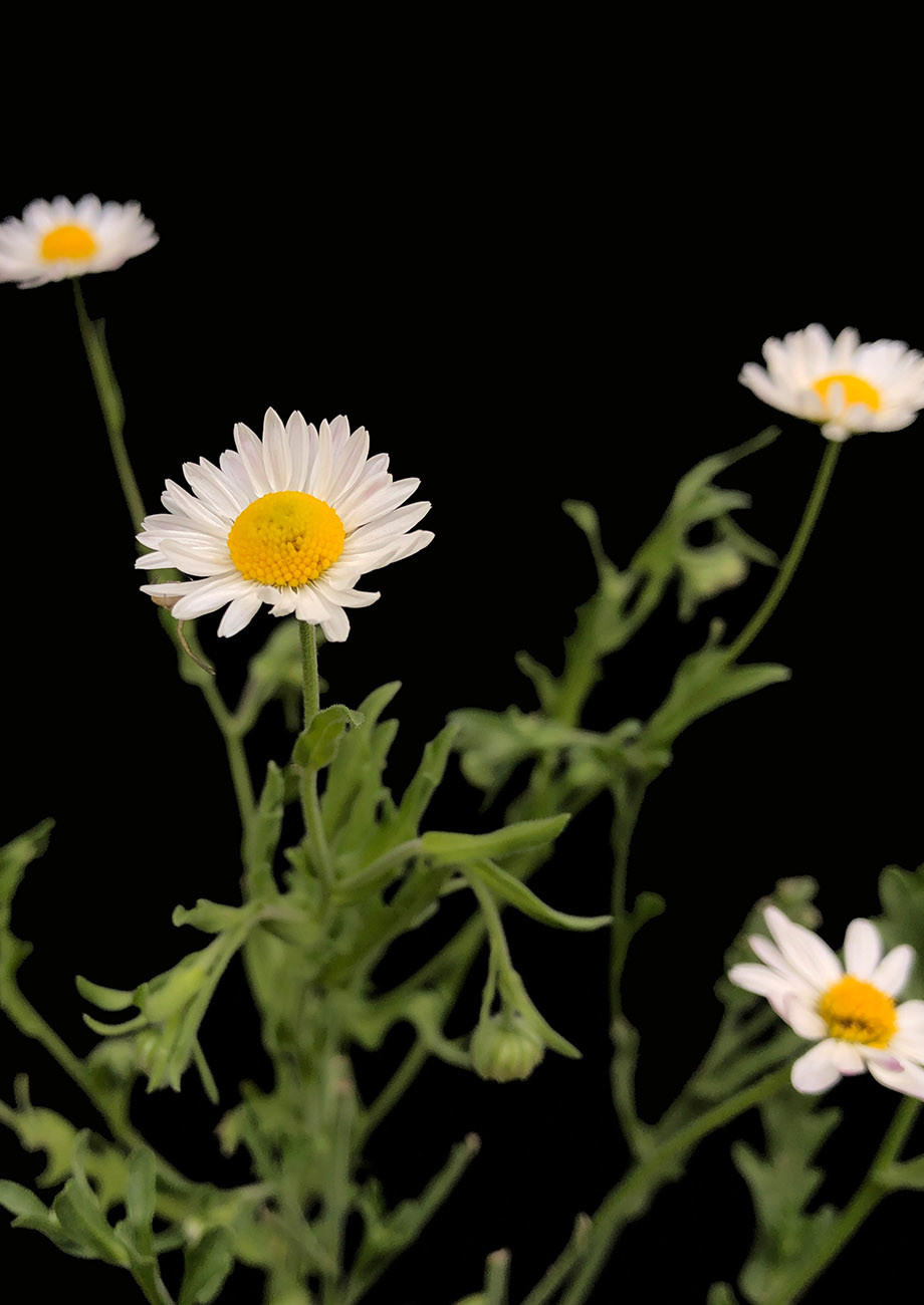 Lazy Daisy | Native American Seed