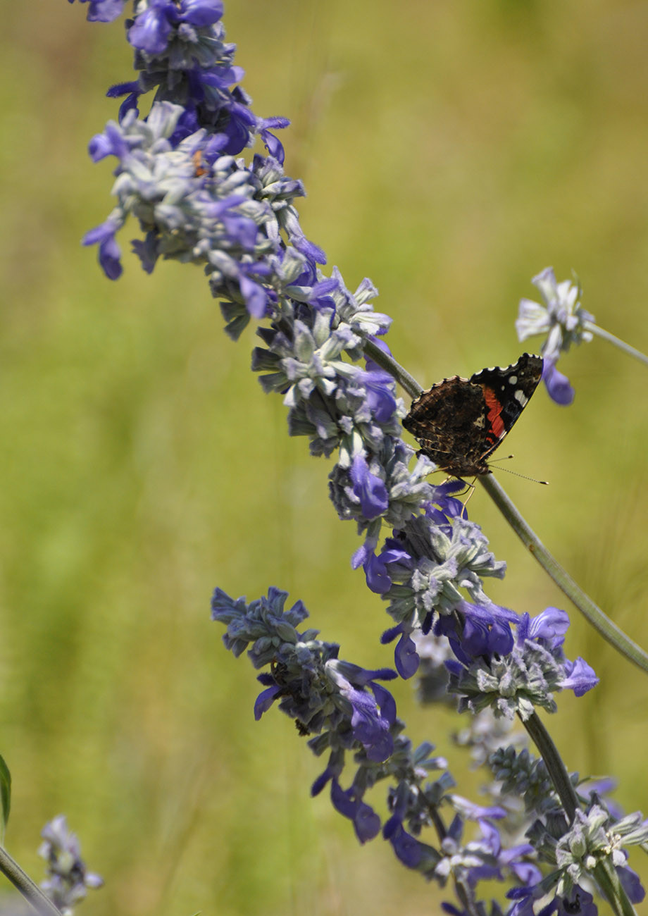 Pitcher Sage | Native American Seed