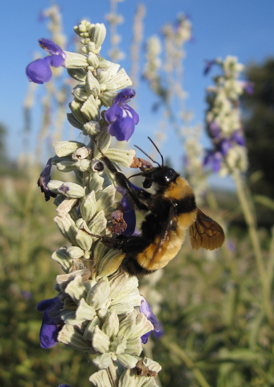 Mealy Blue Sage | Native American Seed