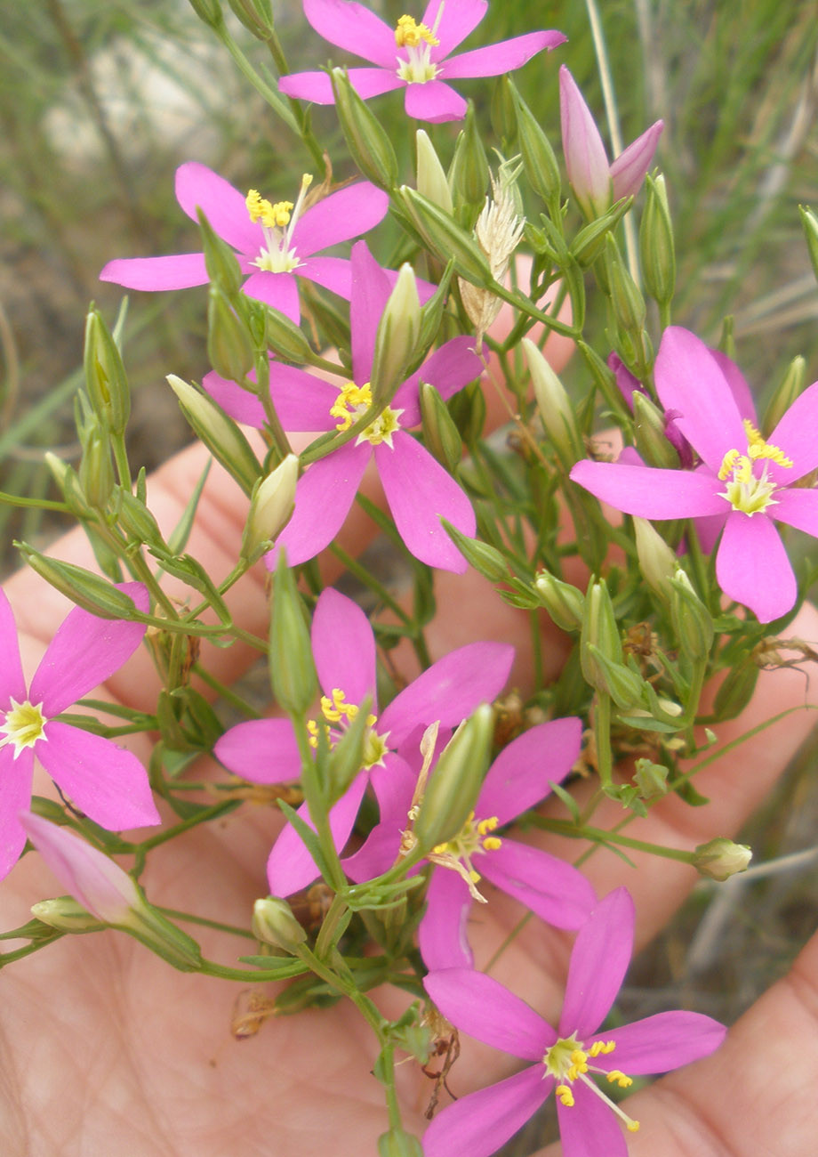 Mountain Pinks | Native American Seed