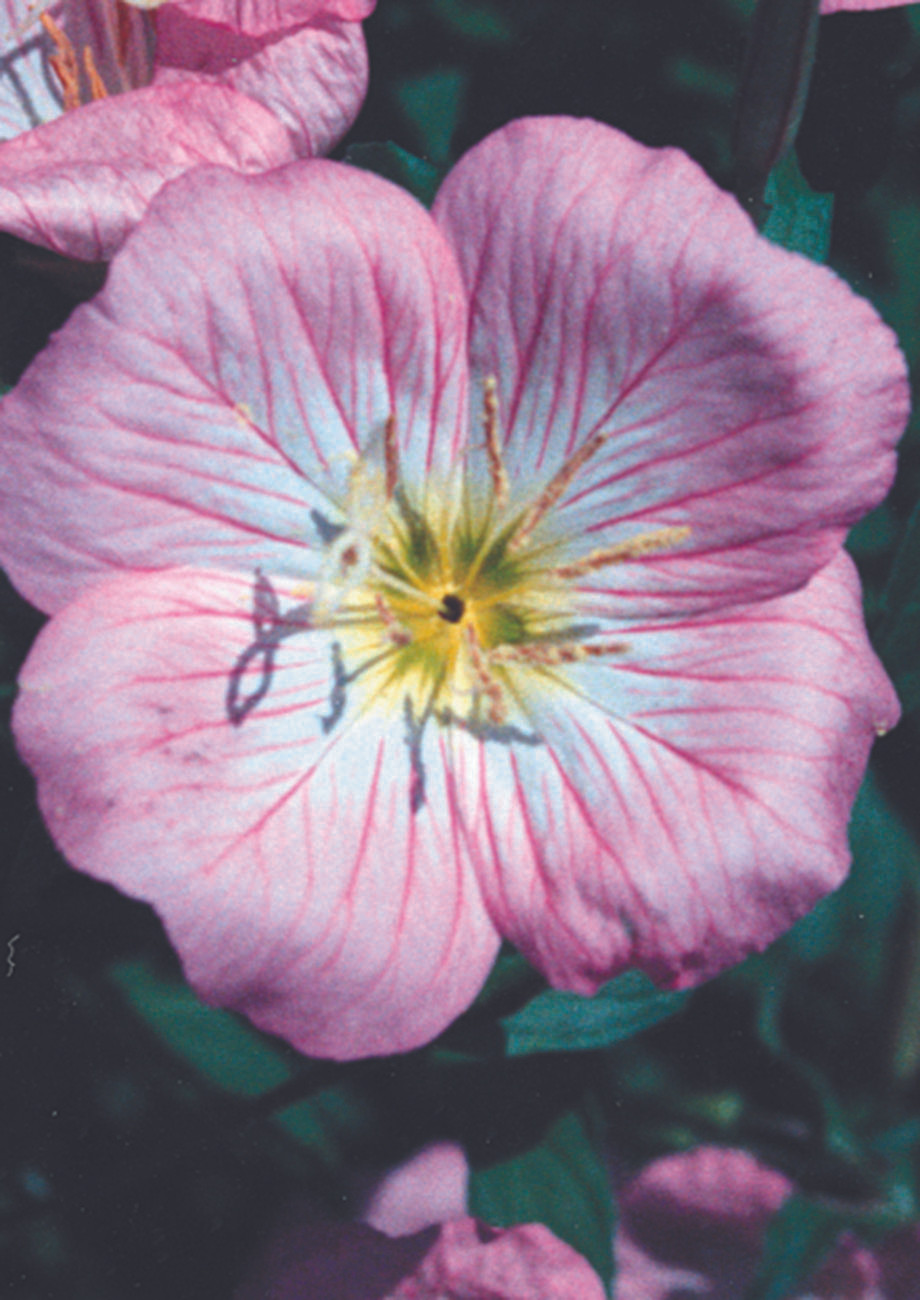 Cutleaf Evening Primrose | Native American Seed