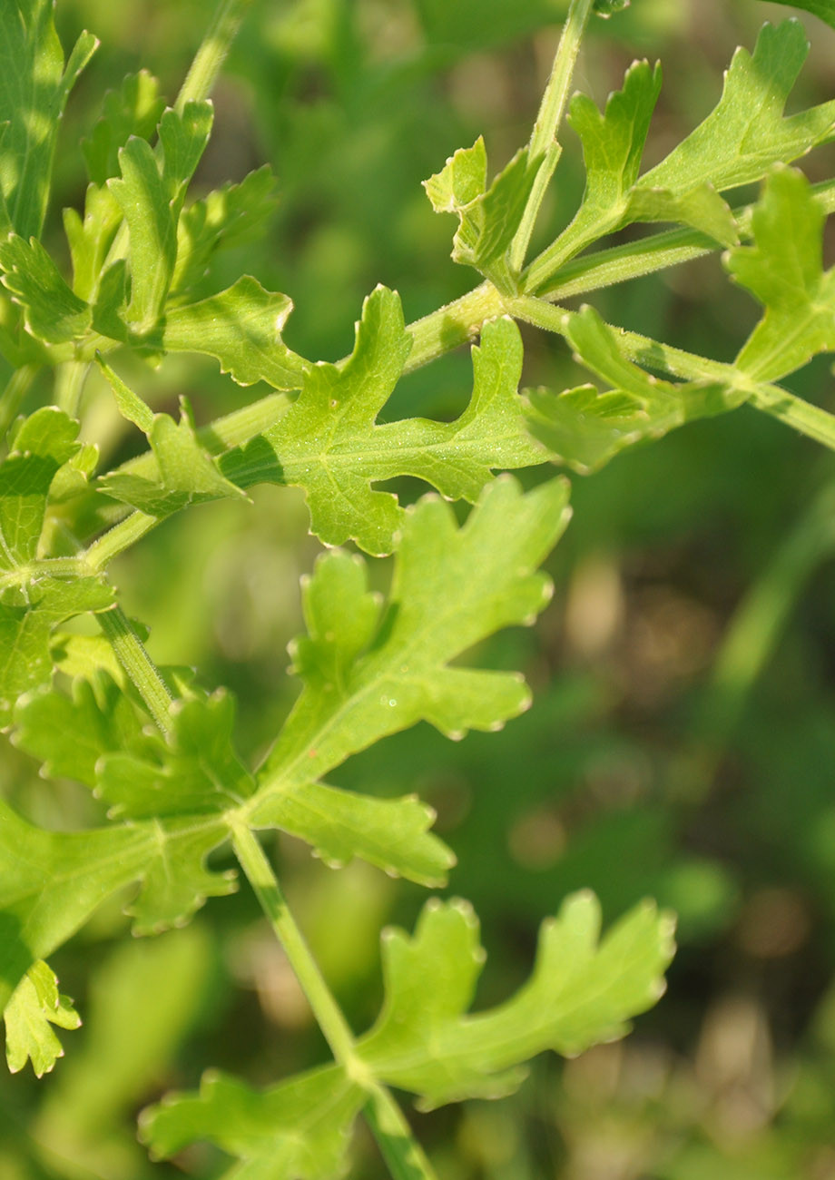 Prairie Parsley | Native American Seed