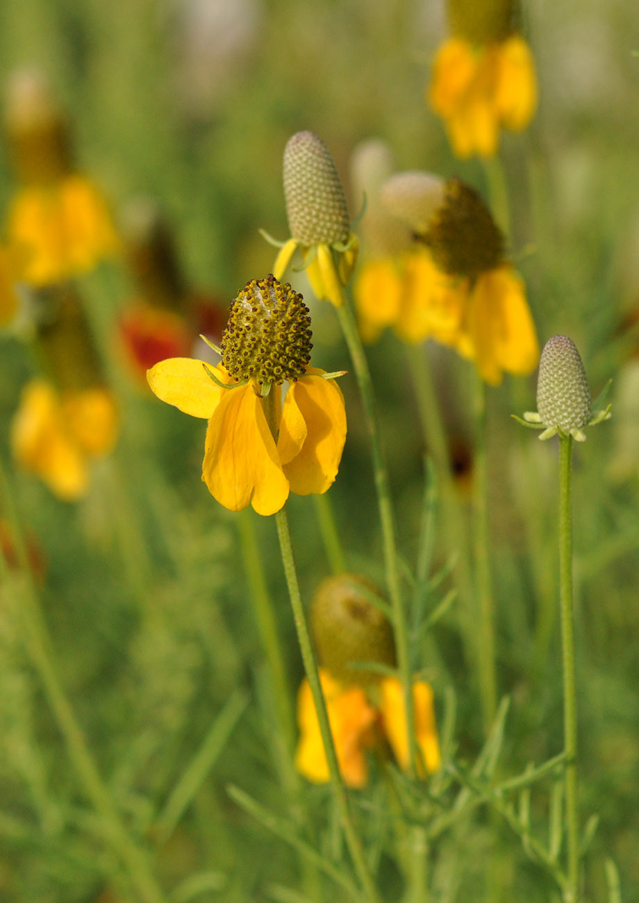 Prairie Coneflower | Native American Seed