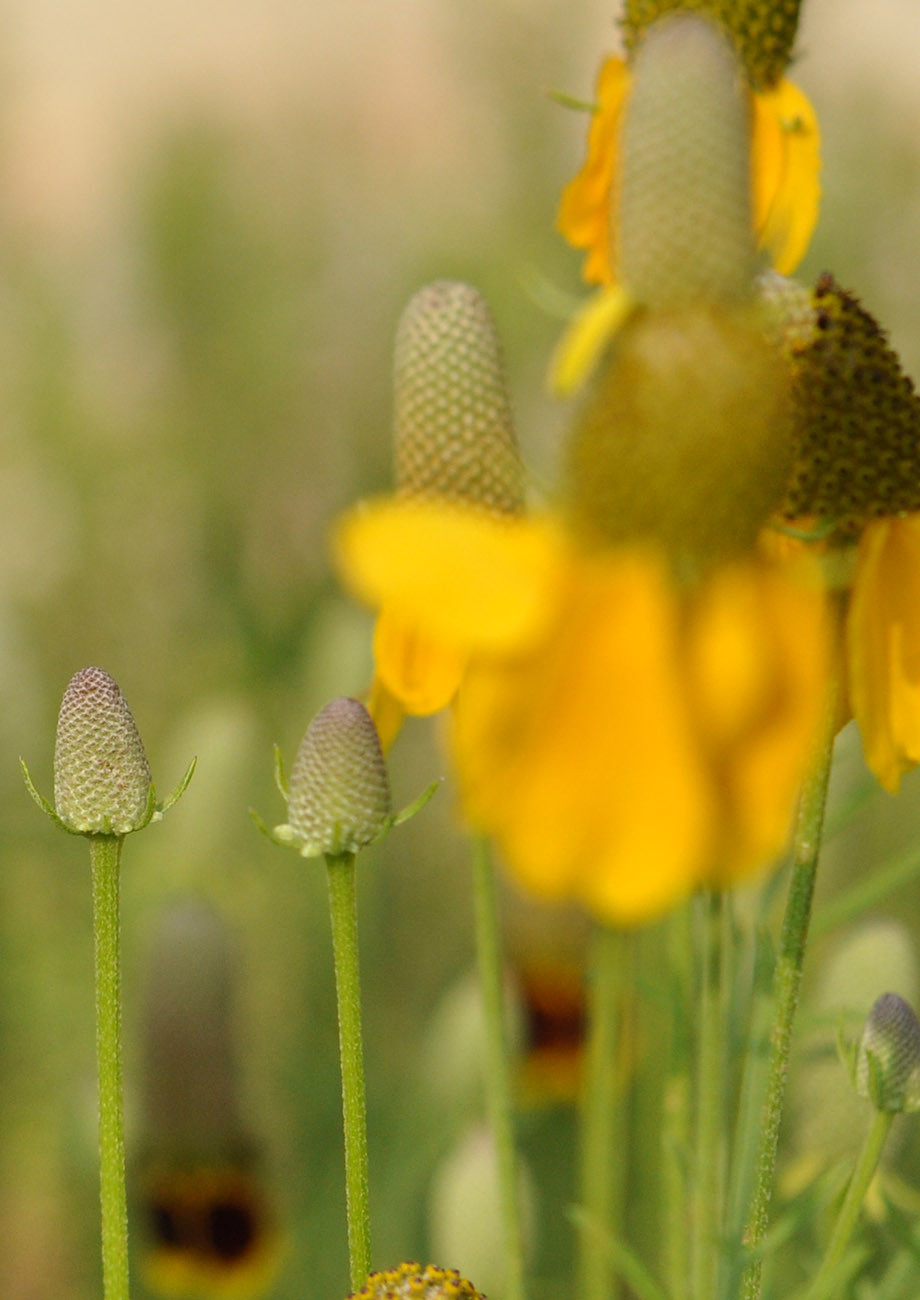 Prairie Coneflower | Native American Seed