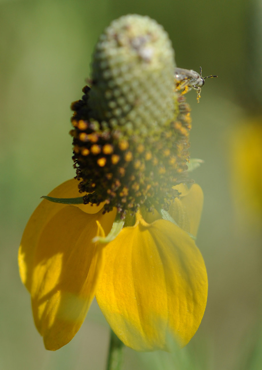 Prairie Coneflower | Native American Seed