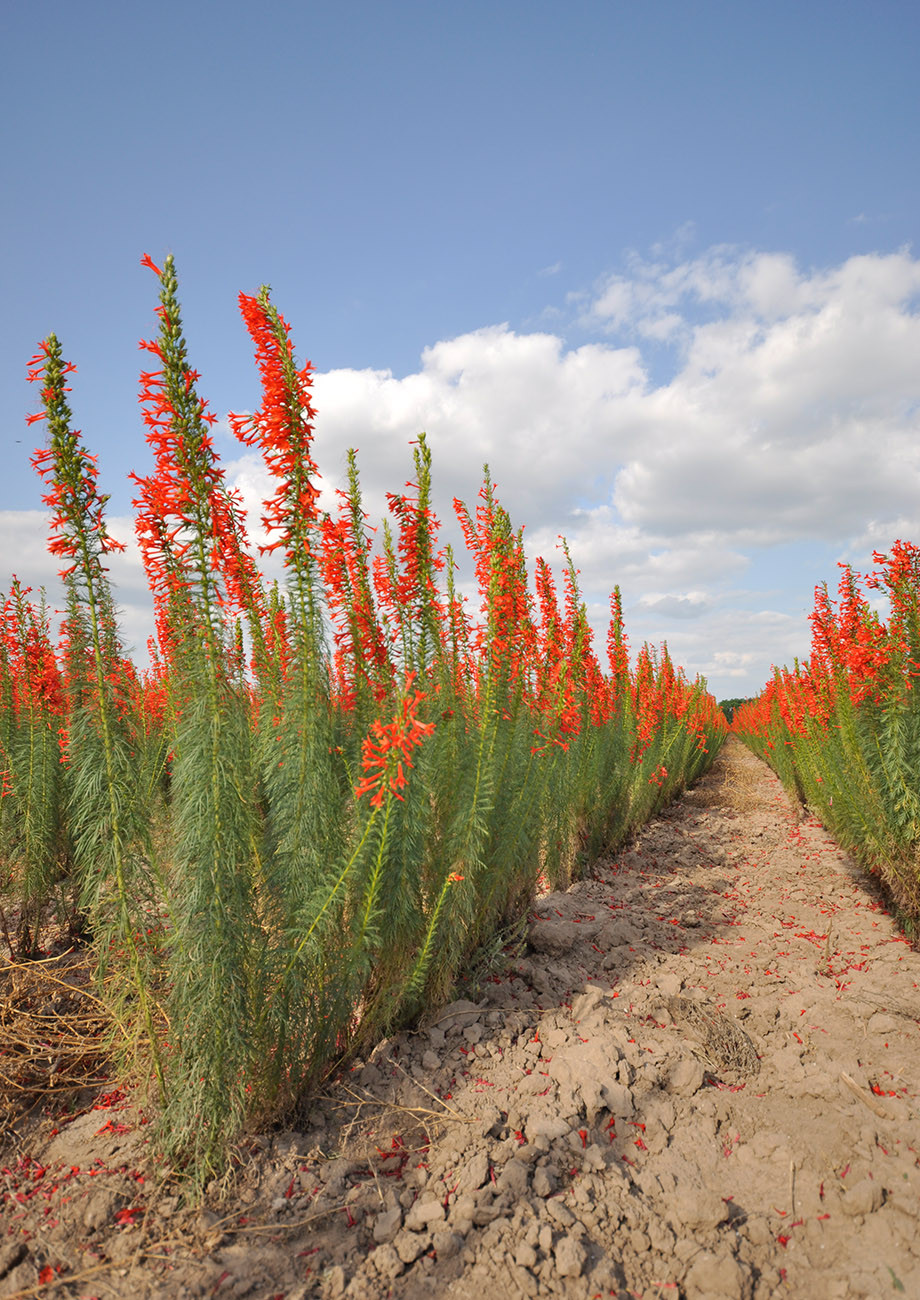 Standing Cypress | Native American Seed