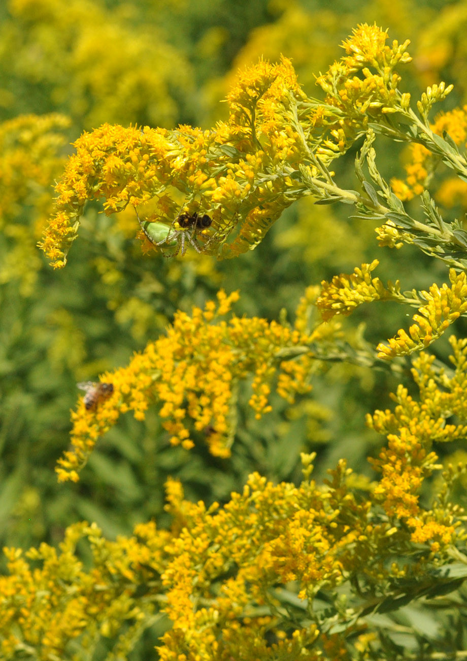 Tall Goldenrod | Native American Seed