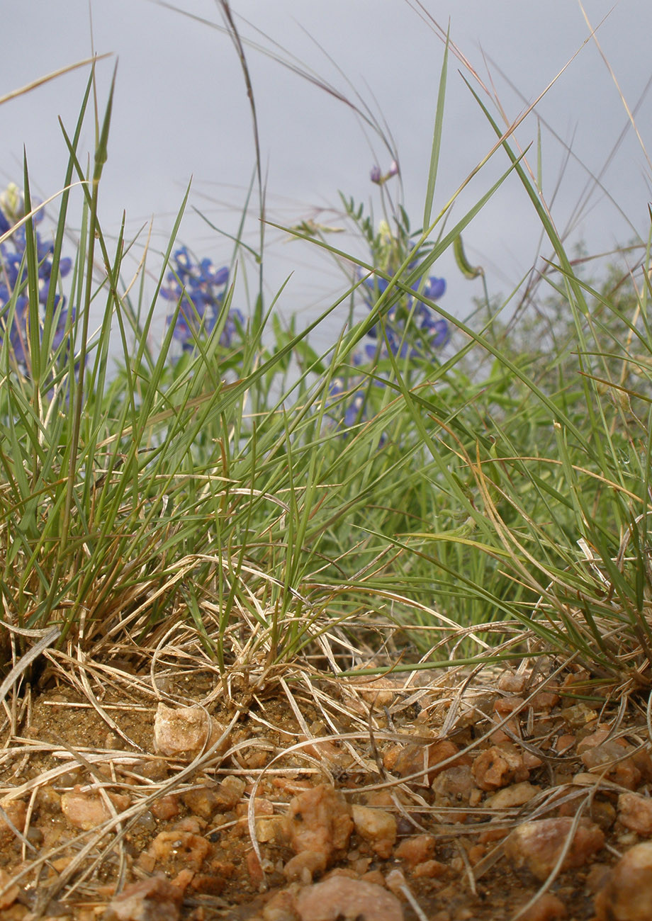 Texas Bluebonnet | Native American Seed