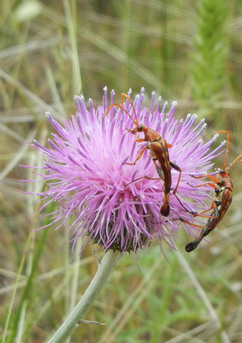 Texas Thistle | Native American Seed