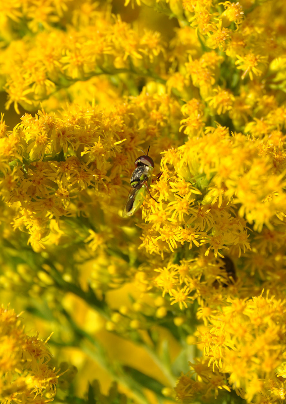 Tall Goldenrod Roots | Native American Seed