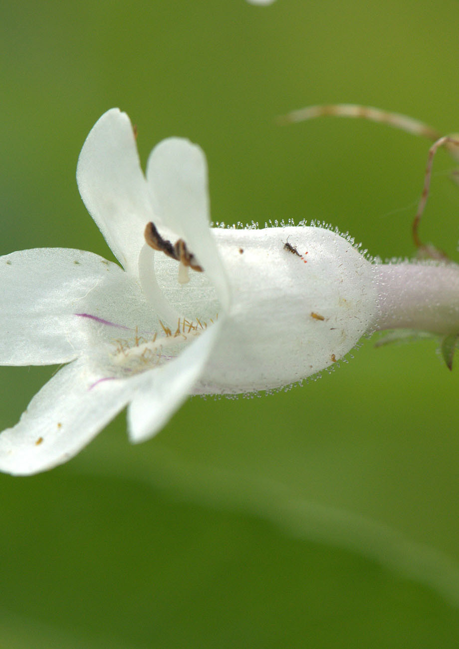 Smooth White Penstemon | Native American Seed