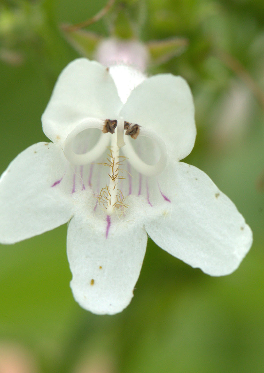 Smooth White Penstemon | Native American Seed