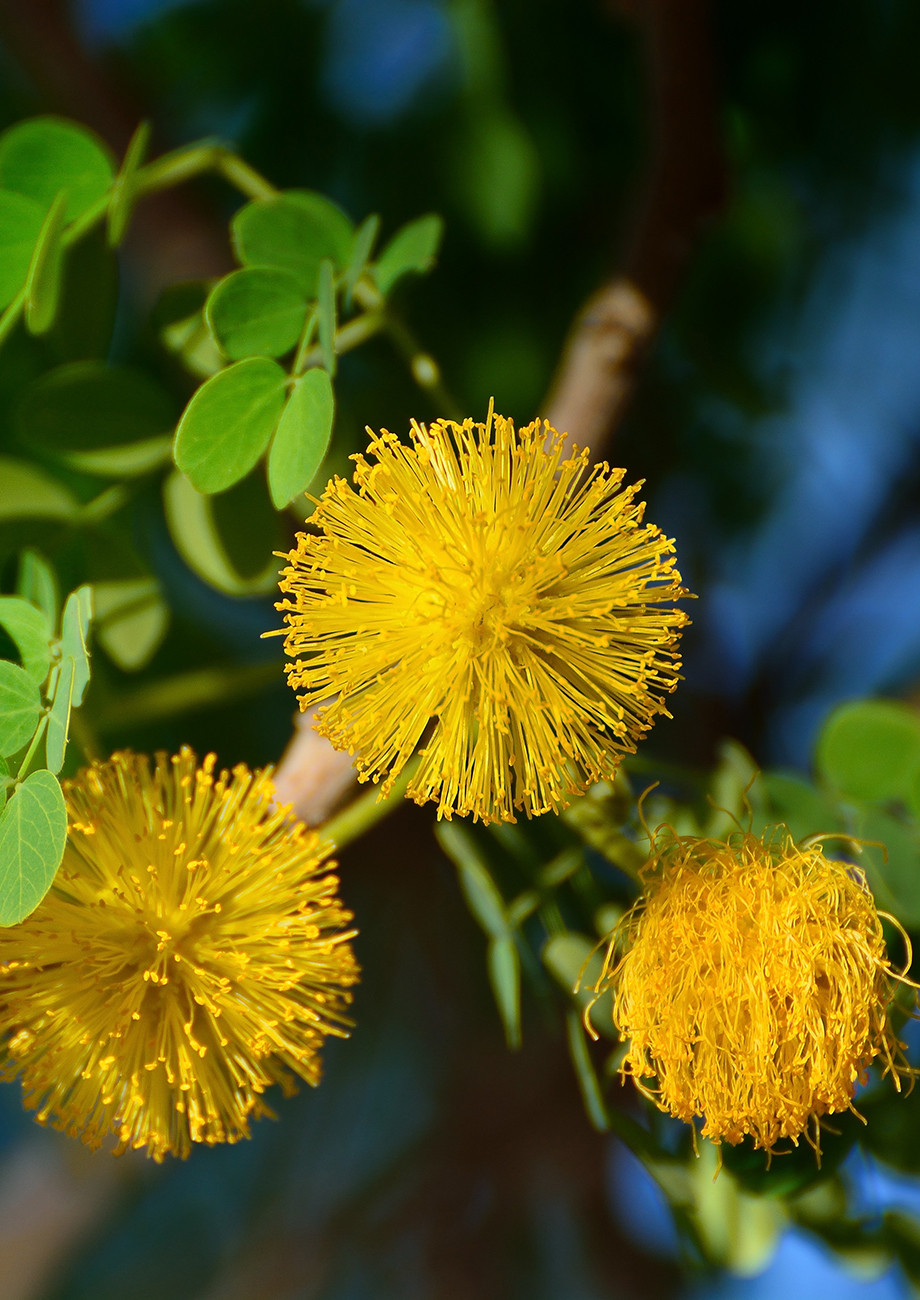 Golden-Wave | Native American Seed