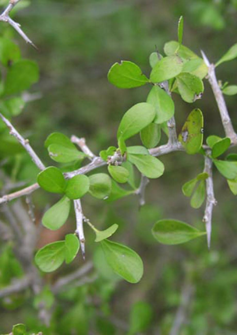 Bluewood Condalia | Native American Seed