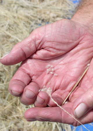 Az Cottontop | Native American Seed