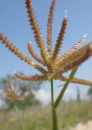 Hooded Windmill Grass | Native American Seed