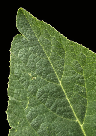Buffalo Gourd | Native American Seed