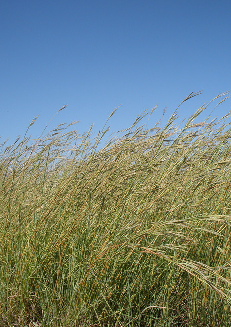 Big Bluestem | Native American Seed