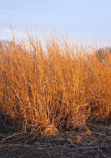 Big Bluestem | Native American Seed