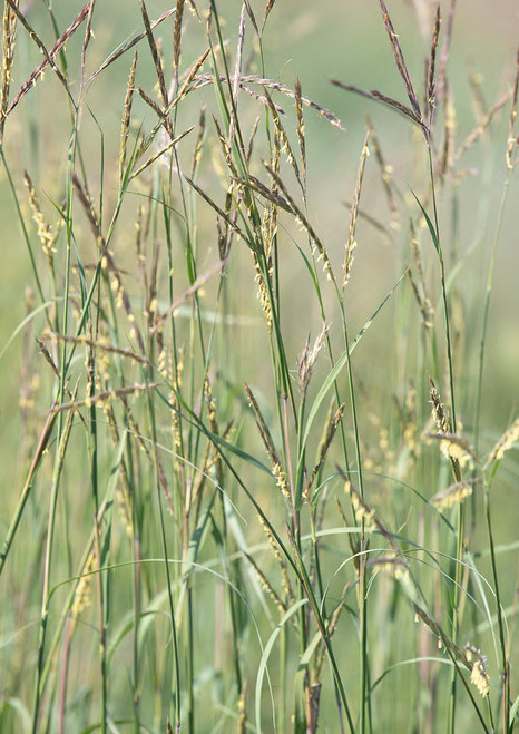 Big Bluestem | Native American Seed