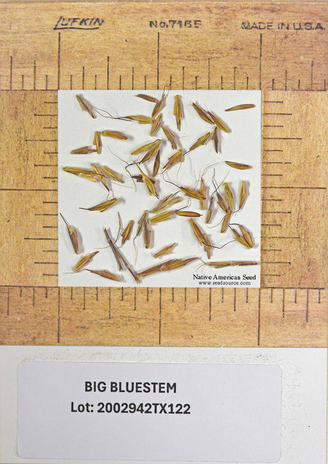 Big Bluestem | Native American Seed
