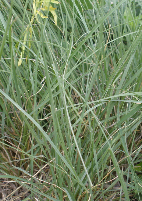 Buffalograss | Native American Seed