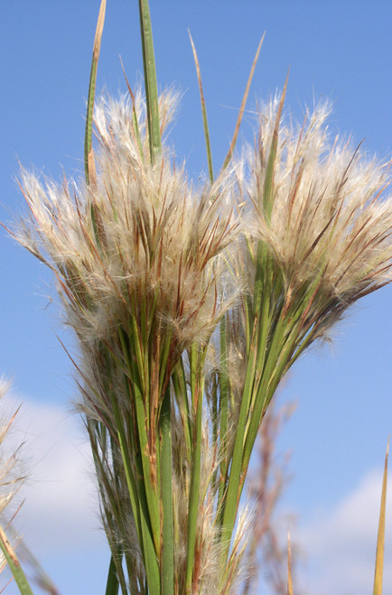 Bushy Bluestem | Native American Seed