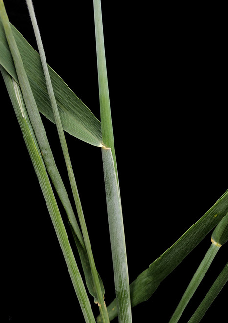 Cereal Rye Grain | Native American Seed